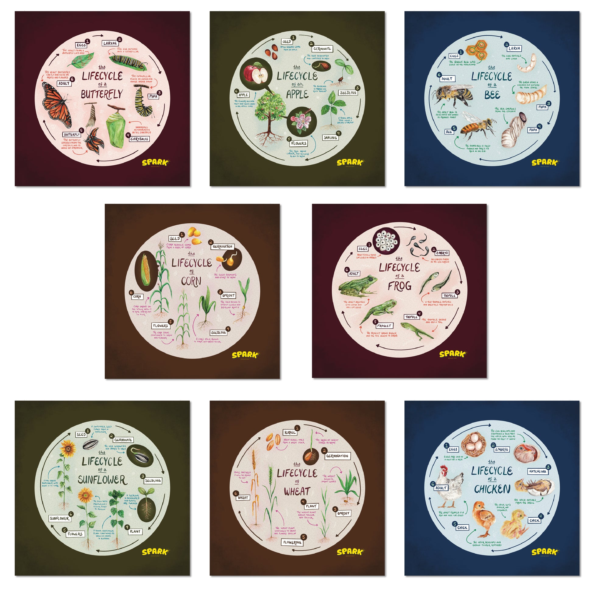 LifeCycles Poster Set – The Spark Innovations