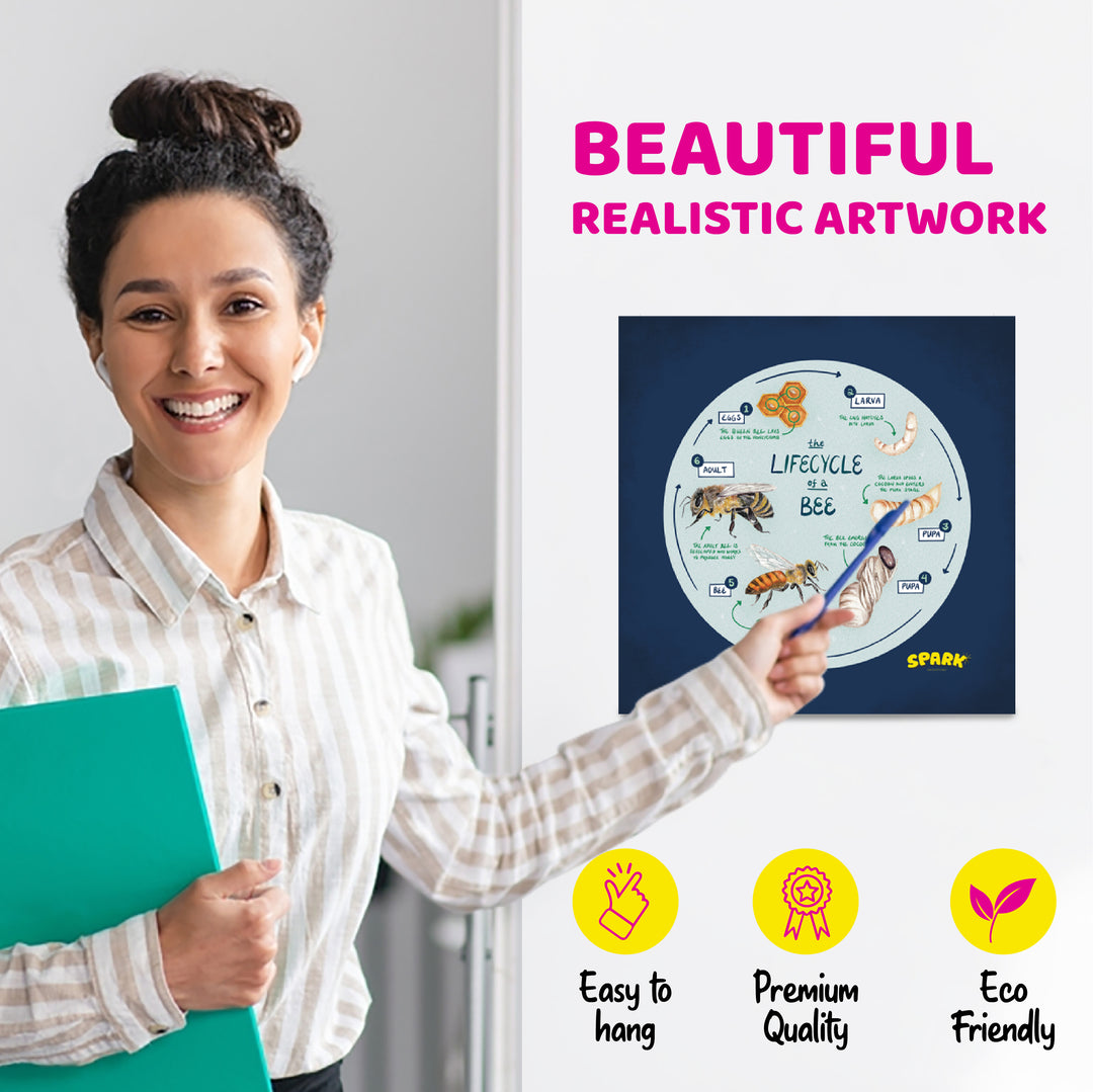 LifeCycles Poster Set – The Spark Innovations